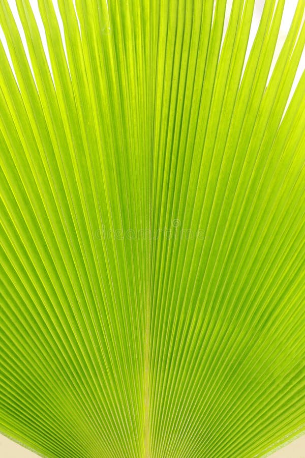 Beautiful Ridge Textured Green Leaf Canopy Background Stock Photo ...