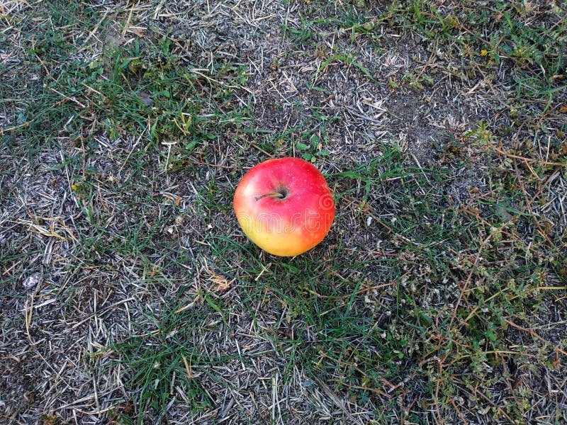 A Beautiful Ripe Apple is Lying on the Ground. Background Stock Image ...