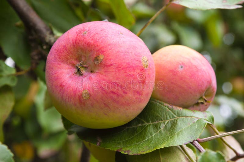 Beautiful ripe apples stock photo. Image of closeup, abundance - 16323648