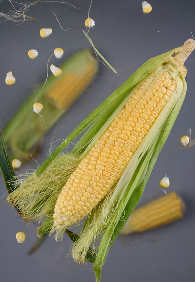 Beautiful Ripe Flying Corn. Healthy Food Stock Image - Image of flash ...