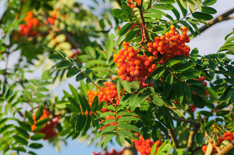 ROWANBERRY stock image. Image of climate, clean, atmosphere - 158415653