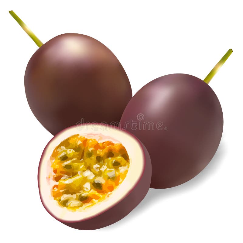 Fresh Mint Leaves on a White Background Stock Vector - Illustration of ...