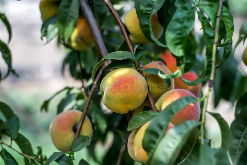 Beautiful ripe peaches stock photo. Image of group, color - 100244408
