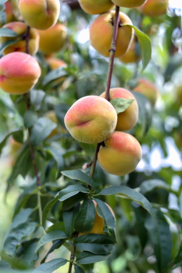 Beautiful ripe peaches stock photo. Image of object, grow - 99732372