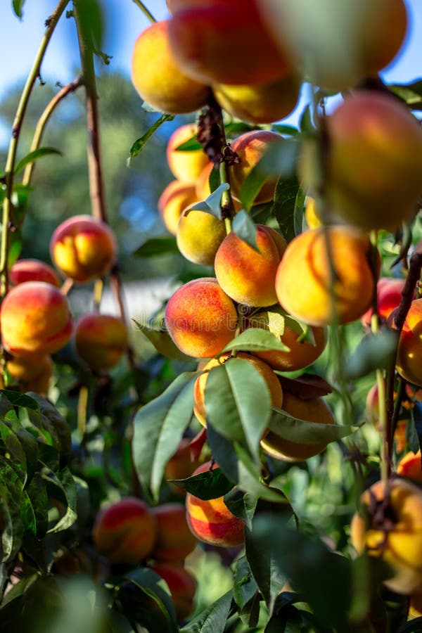 Beautiful Ripe Peaches on a Tree in Summer Stock Image - Image of farm ...