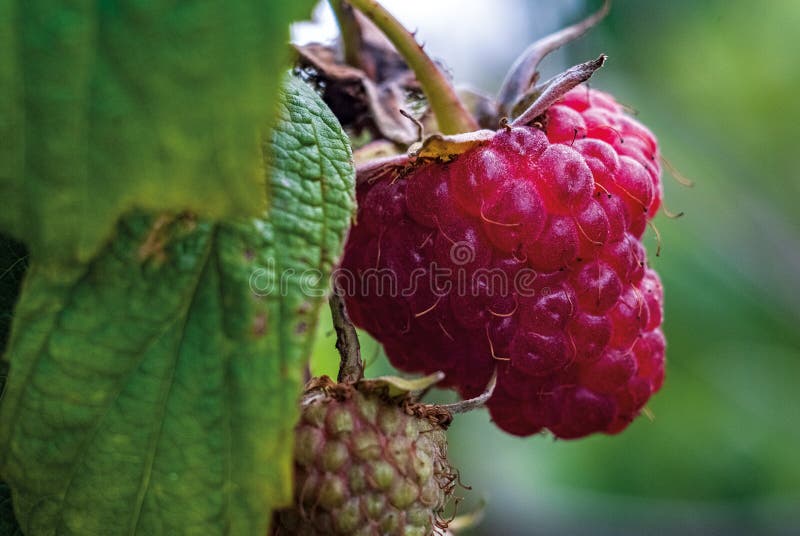 Beautiful Ripe Raspberry Berry Stock Image - Image of group, beautiful ...