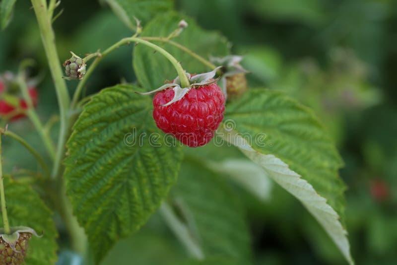 Beautiful Ripe Raspberry on Branch in Garden, Closeup. Space for Text ...