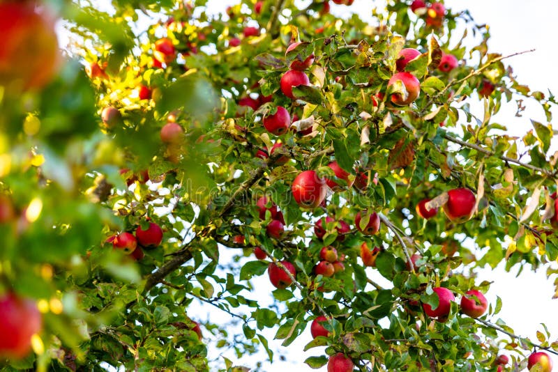 Beautiful Ripe Red Apples in the Fall on an Apple Tree Stock Photo ...
