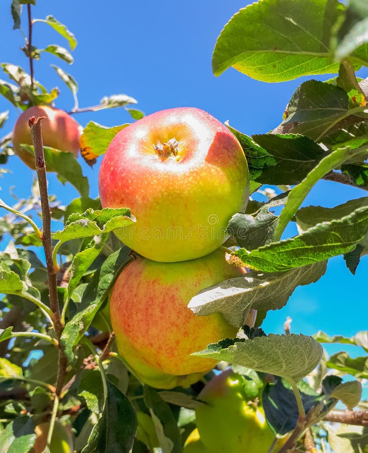 Beautiful Ripening Apples On A Branch Of The Tree In The Garden