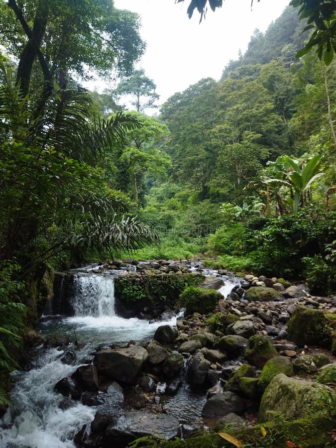 Beautiful River with Clear Water in a Dense Forest Stock Image - Image ...