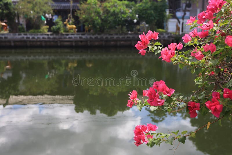 Beautiful River and Flowers Stock Photo - Image of sunrise, flowers ...
