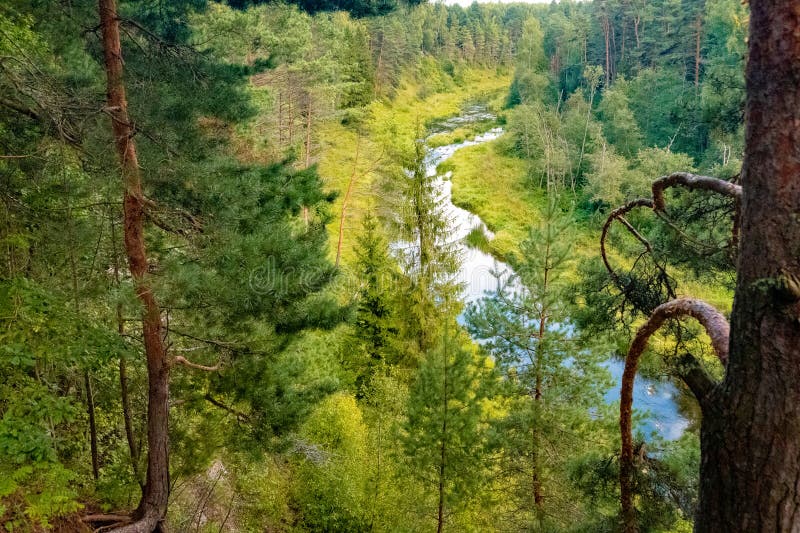 A River Flows through a Lush Forest Filled with Tall Trees Stock Photo ...