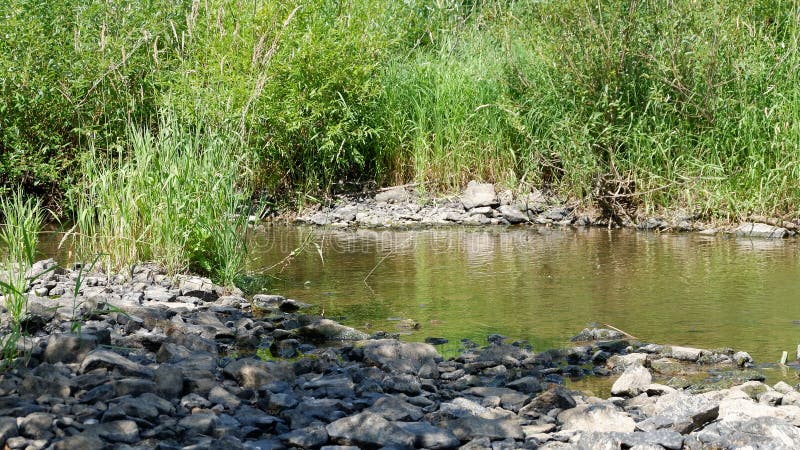 Beautiful river in summer stock image. Image of nature - 192093327