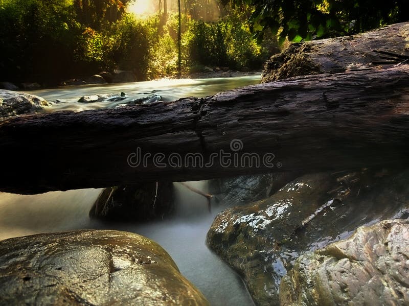 Beautiful River and a Tree in the Middle of the Sumatran River ...