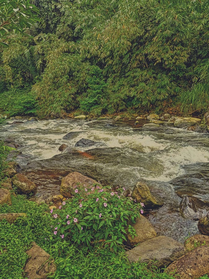 Beautiful River in West Java Stock Photo - Image of java, west: 222132742