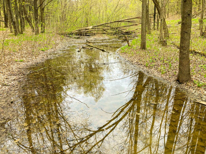 A Beautiful River in the Woods with a Reflection of the Trees with ...