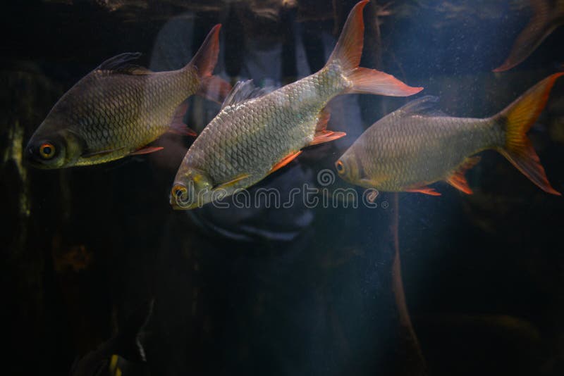 Beautiful Roach Fish Swim in a Large Aquarium Stock Image - Image of ...