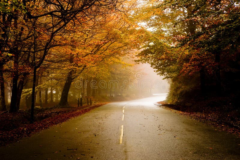 Autumn path stock photo. Image of leaves, canopy, october - 6947536