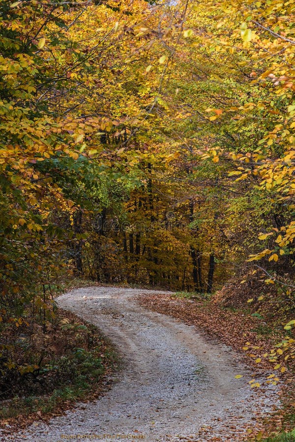Beautiful Road with Autumn Trees Stock Image - Image of beautiful ...