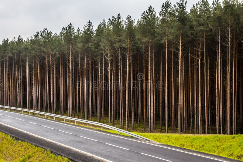 Beautiful Road in a Beautiful Forest. Background. Stock Photo - Image ...