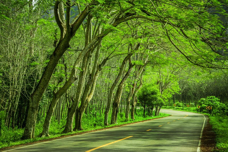 Beautiful Road in the Beautiful Trees Stock Photo - Image of outdoor ...