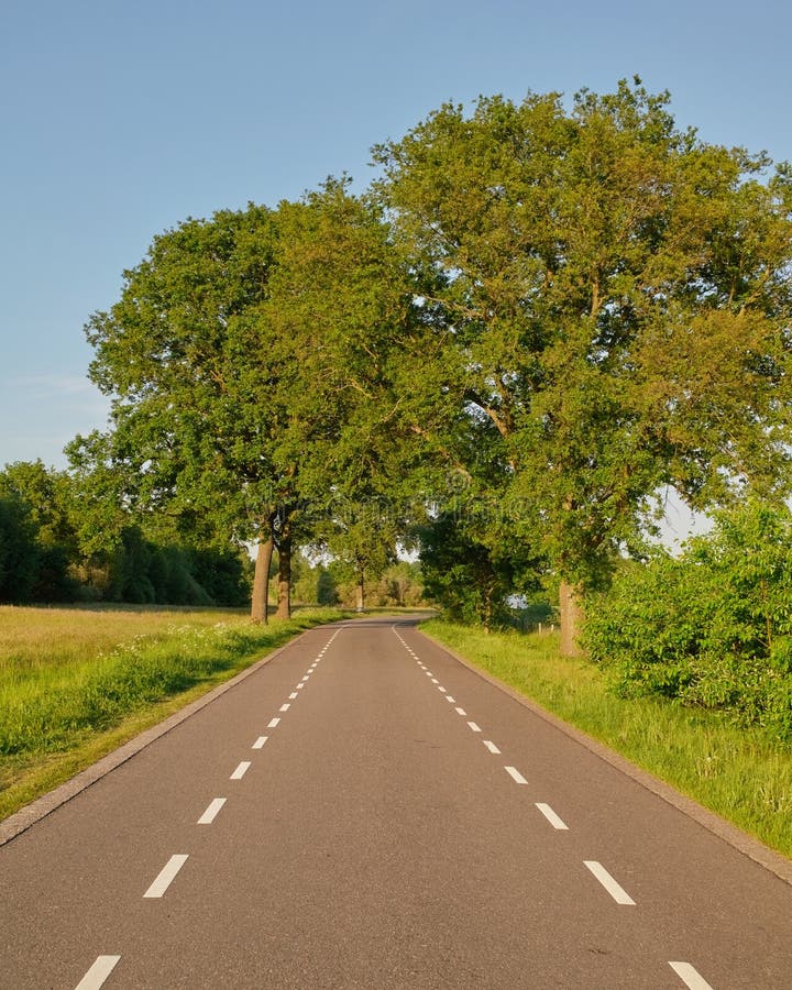 Beautiful Road in the Fields among the Trees. Summer Day Stock Image ...
