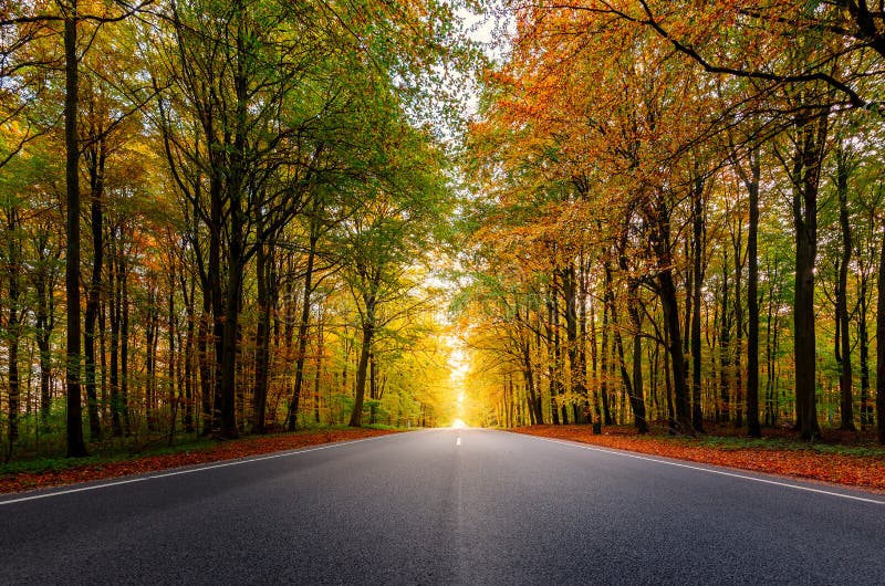 Beautiful Road in the Middle of a Forest in Autumn Stock Illustration ...
