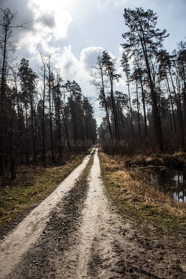 Beautiful Road in the Forest. Bright Sky. Long Road in the Spring ...