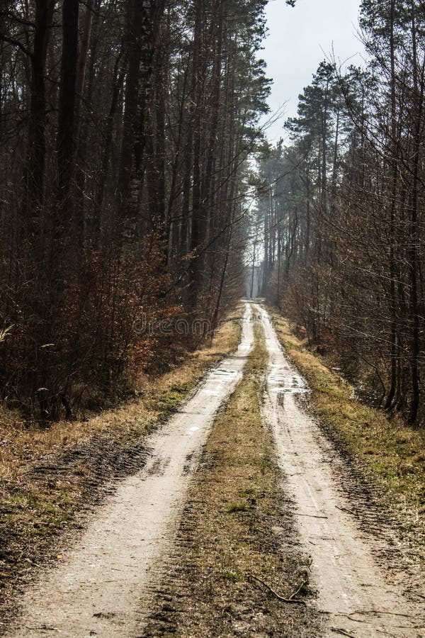Beautiful Road in the Forest. Bright Sky. Long Road in the Spring ...