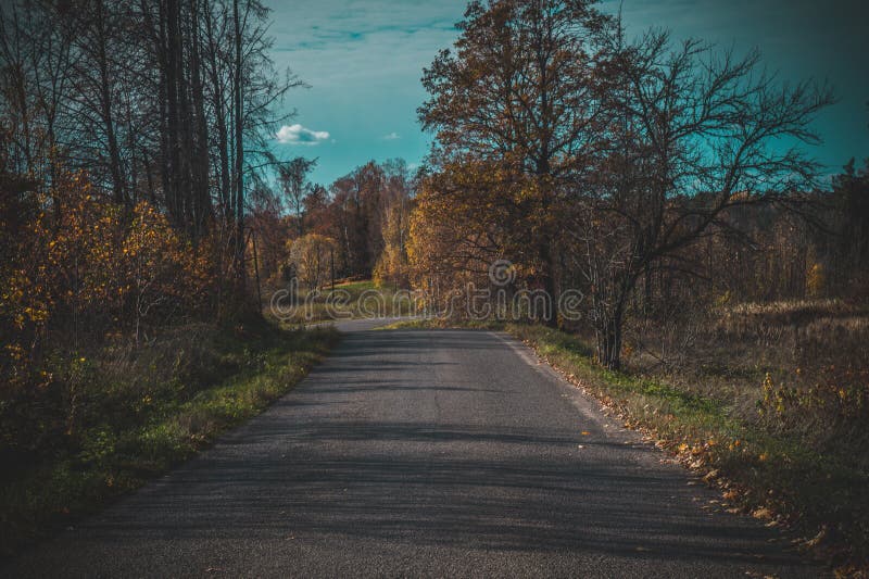 Beautiful Road in the Forest Stock Image - Image of forest, flower ...