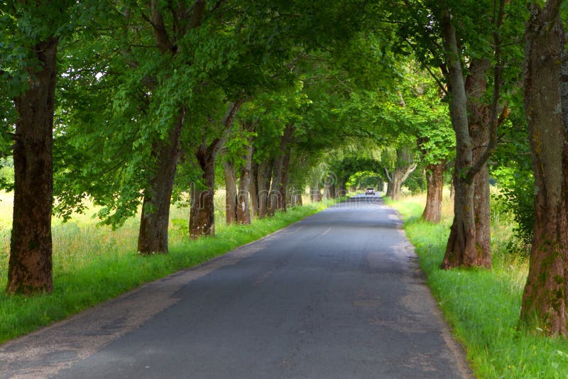 Beautiful Road in a Grove of Trees. Stock Photo - Image of summer, tree ...