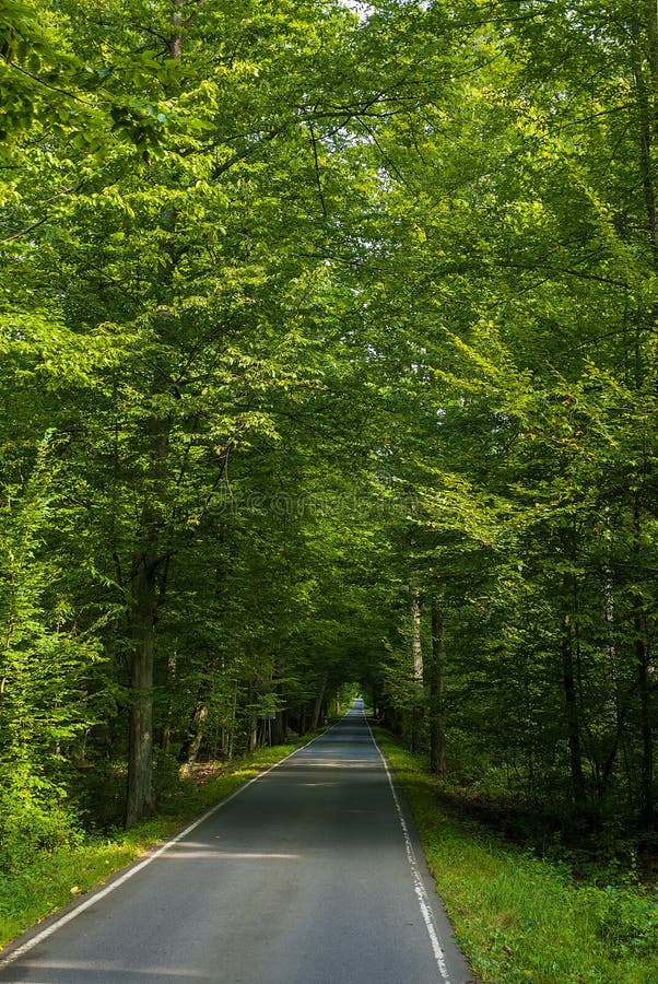 Beautiful Road in the Middle of Green Trees Stock Photo - Image of ...