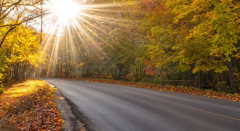 Beautiful Road in the Middle of a Large Forest in Autumn Stock ...