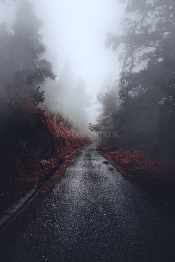 Trees In The Forest In The Sunset Picture. Image: 130556554