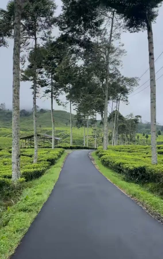 Beautiful Road with Tea Gardens All Around Stock Photo - Image of seke ...