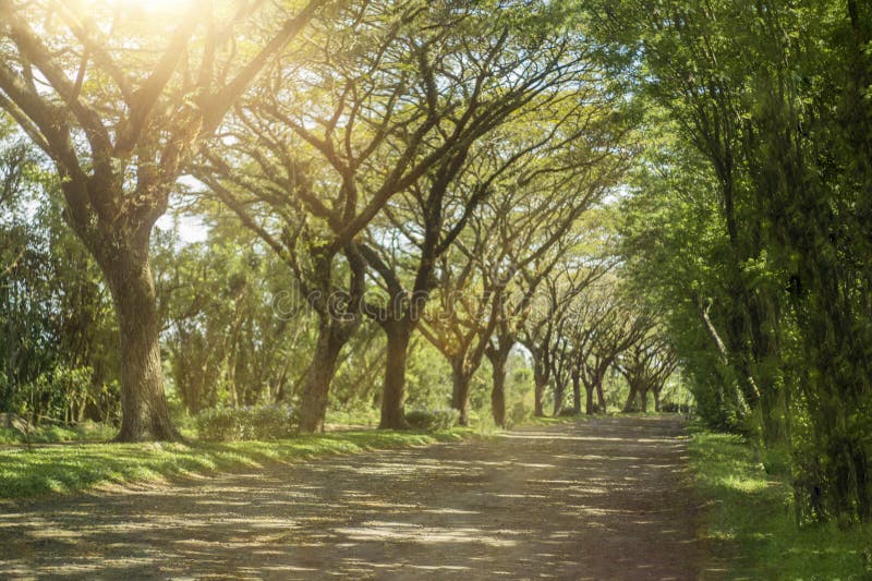 Beautiful Road with Tree Straight at Sunrise Stock Photo - Image of ...