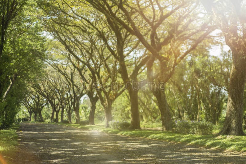 Beautiful Road with Tree Straight at Sunrise Stock Image - Image of ...