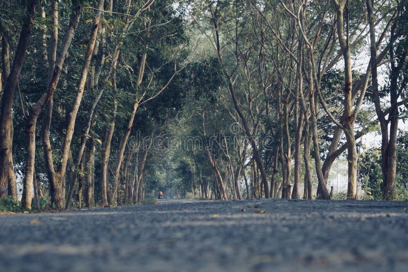 Beautiful Road between Trees Stock Photo - Image of beaty, road: 115958762