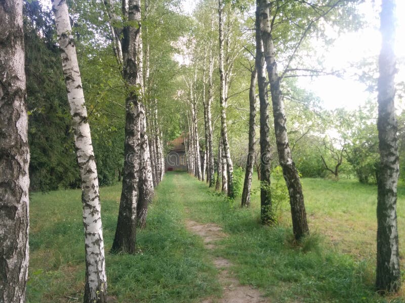 Beautiful road with trees stock photo. Image of road - 237323188