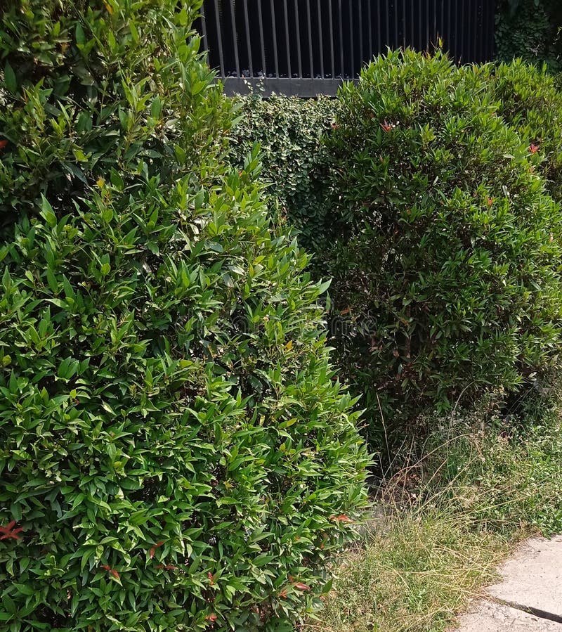 Beautiful roadside shrubs. stock photo. Image of beautiful - 38799962