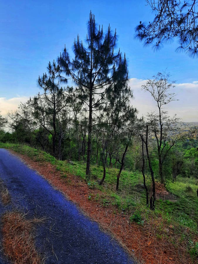 Beautiful Roadside Tree with High Contrast Stock Photo - Image of ...