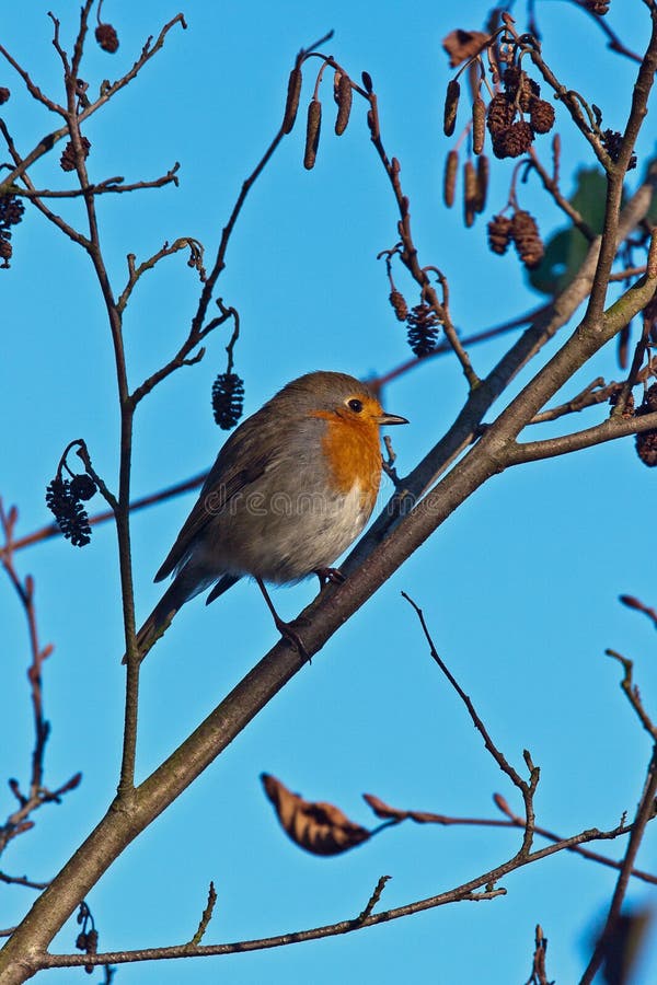 Beautiful robin bird stock image. Image of europe, passerine - 25915111