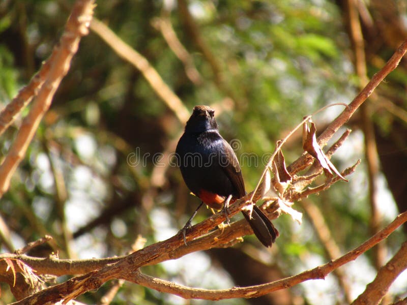 Beautiful Robin Bird on Beach. Stock Image - Image of beak, branch ...