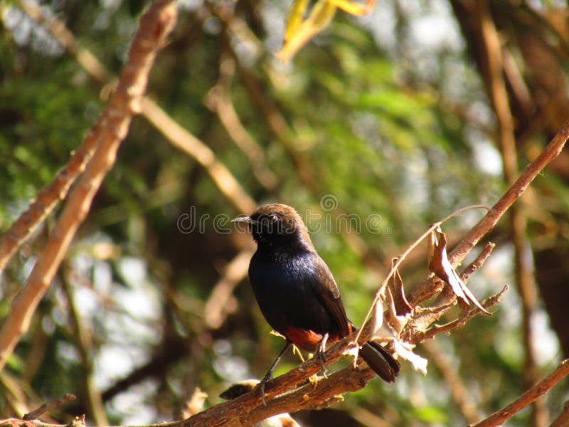 Beautiful Robin Bird on Beach. Stock Photo - Image of beak, branch ...