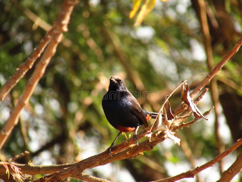 Beautiful Robin Bird on Beach. Stock Photo - Image of beach, insect ...