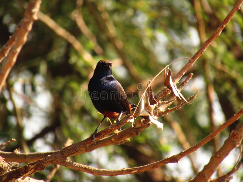 Beautiful Robin Bird on Beach. Stock Photo - Image of insect, twig ...