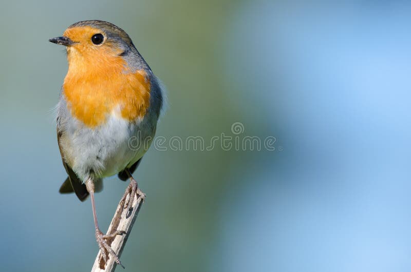 A Beautiful Robin Bird Erithacus Rubecula Stock Photo - Image of chest ...