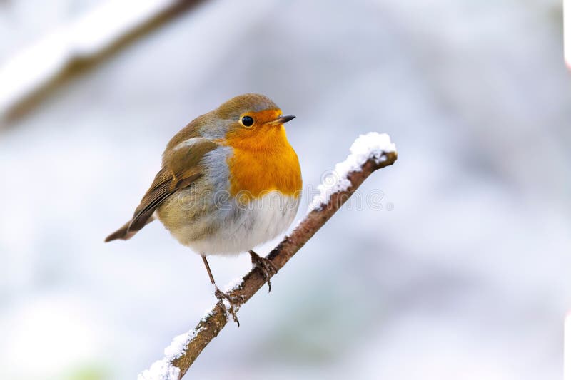 Beautiful Robin Bird Perched on a Dry, Brown Branch Against a White ...