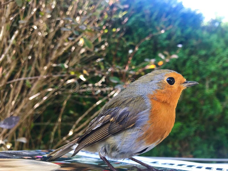 Cute Robin Bird on a Cover Magazine Stock Photo - Image of perched ...