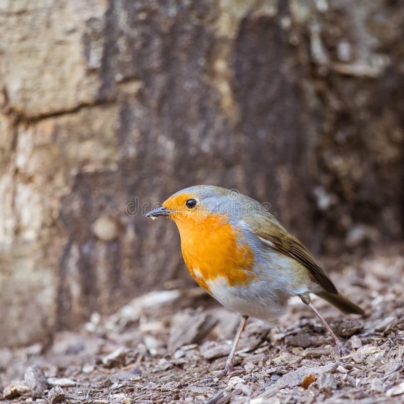 A Beautiful Robin Singing in the Park Stock Photo - Image of garden ...